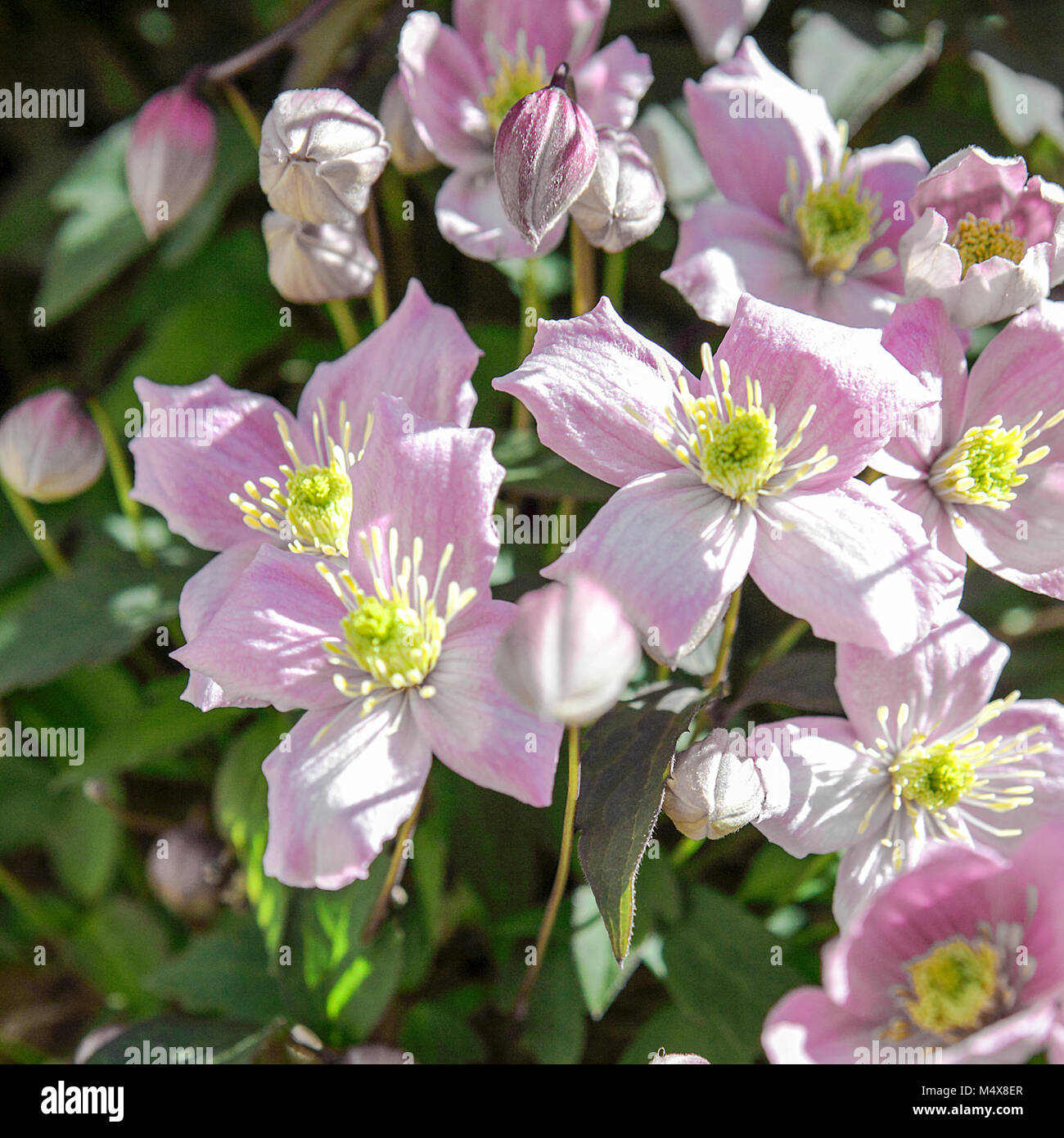 Beautiful spring clematis bathed in sunlight in photographer Peter ...