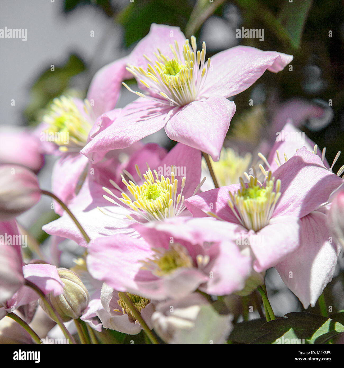 Beautiful spring clematis bathed in sunlight in photographer Peter ...