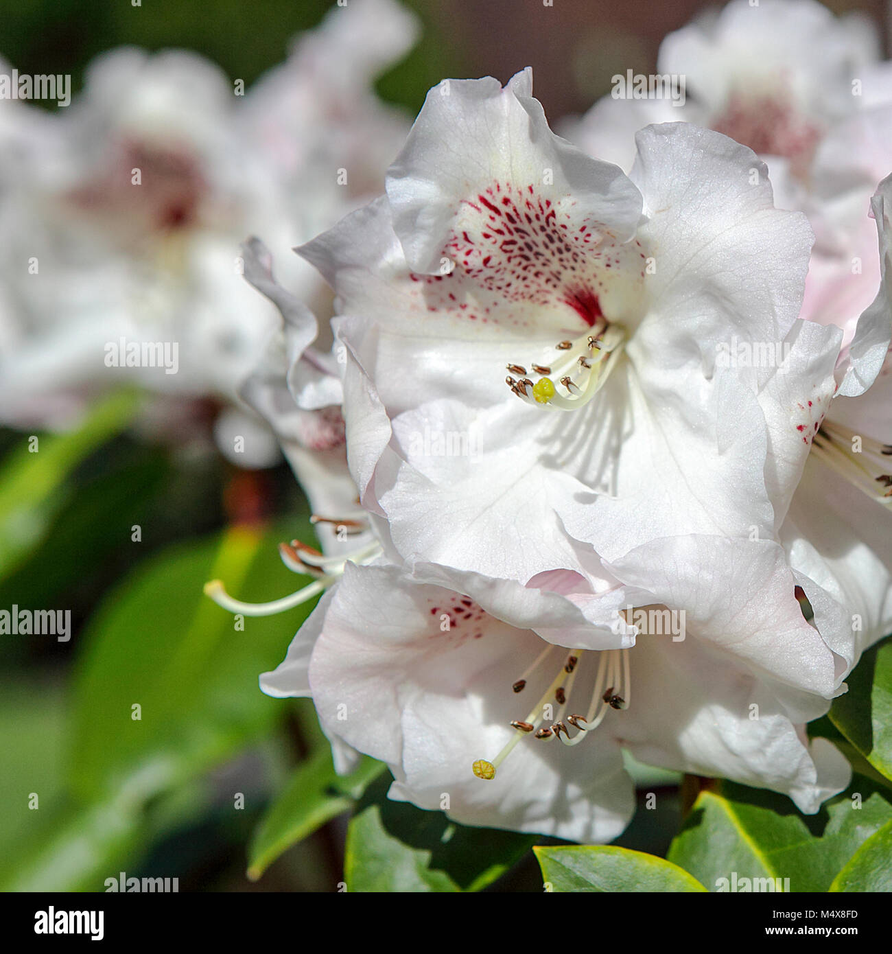 Beautiful spring rhododendrons bathed in sunlight in photographer Peter ...