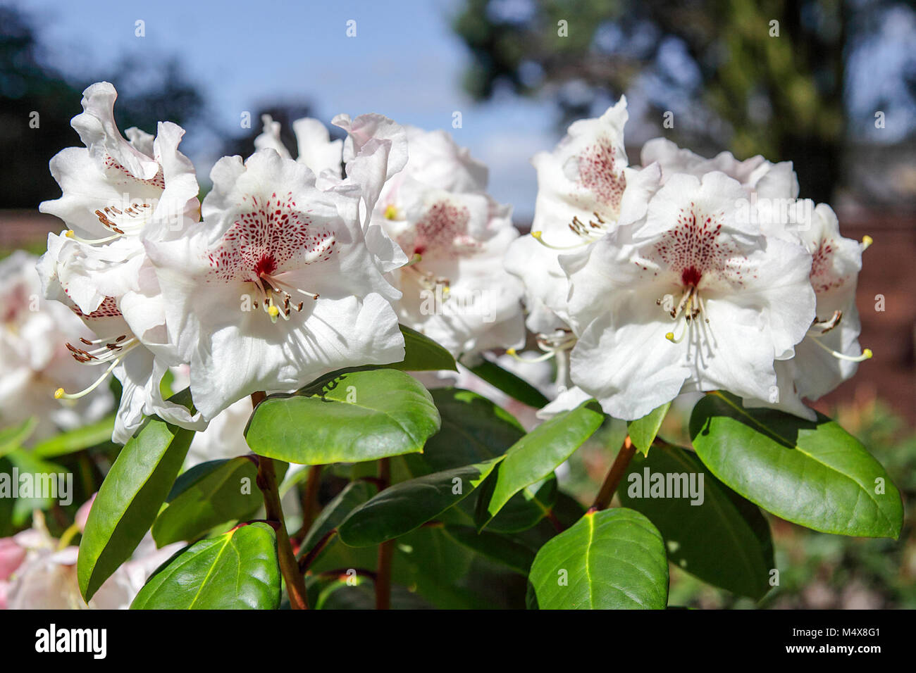 Beautiful spring rhododendrons bathed in sunlight in photographer Peter ...