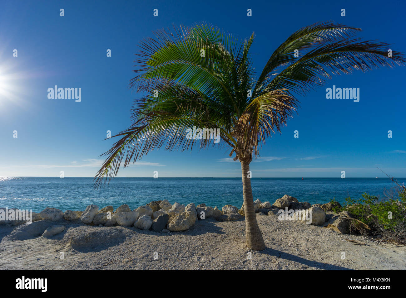 USA, Florida, Beautiful palm tree with perfect blue ocean behind at key ...