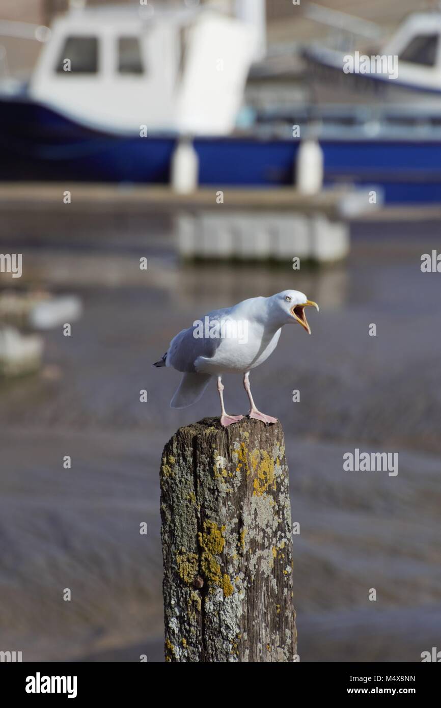 Bird life in harbour hi-res stock photography and images - Alamy