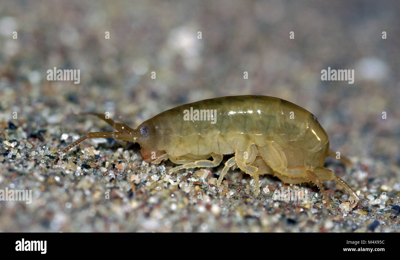 Sand Hopper (Talitrus saltator Stock Photo - Alamy