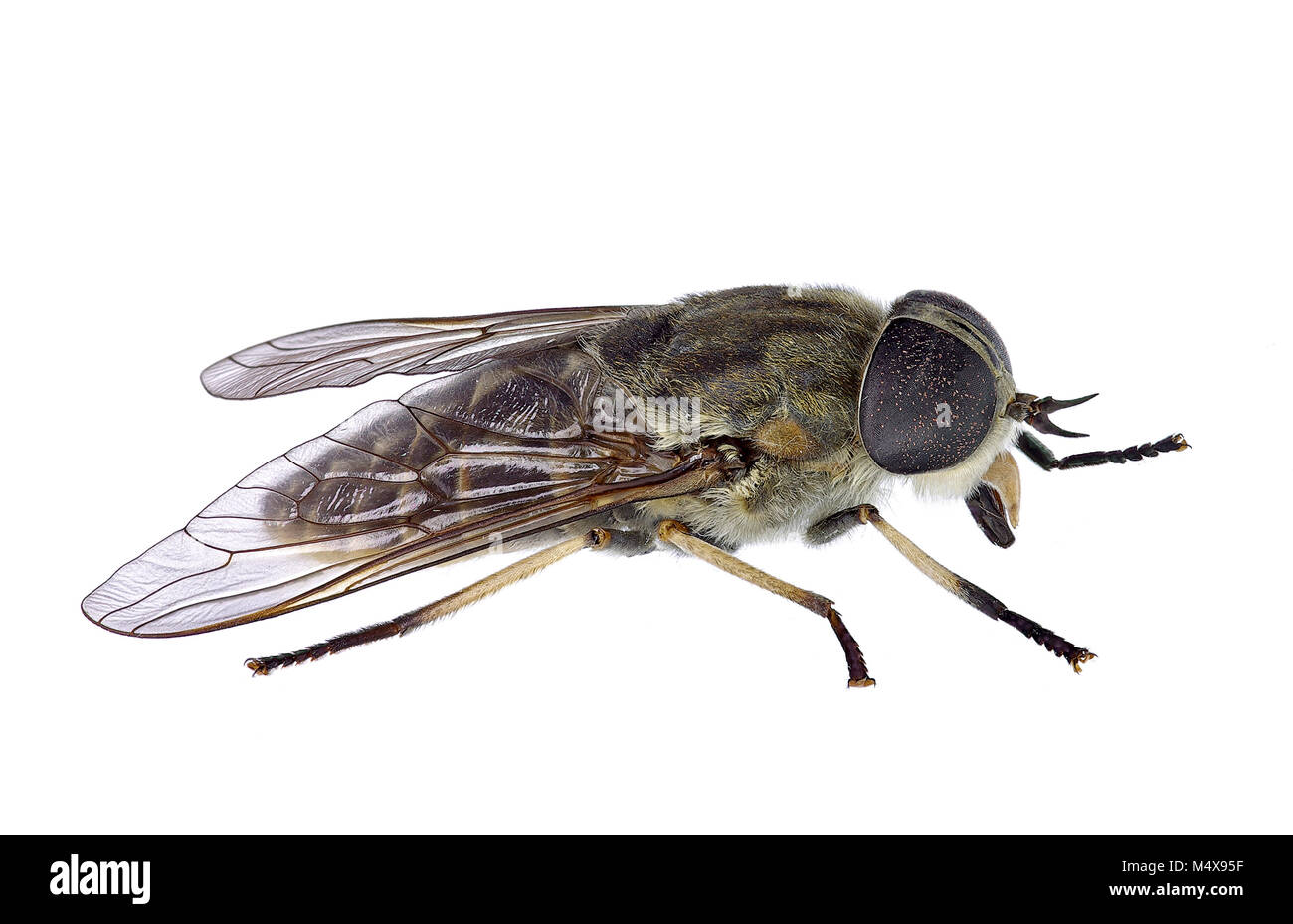 Horse Fly Size