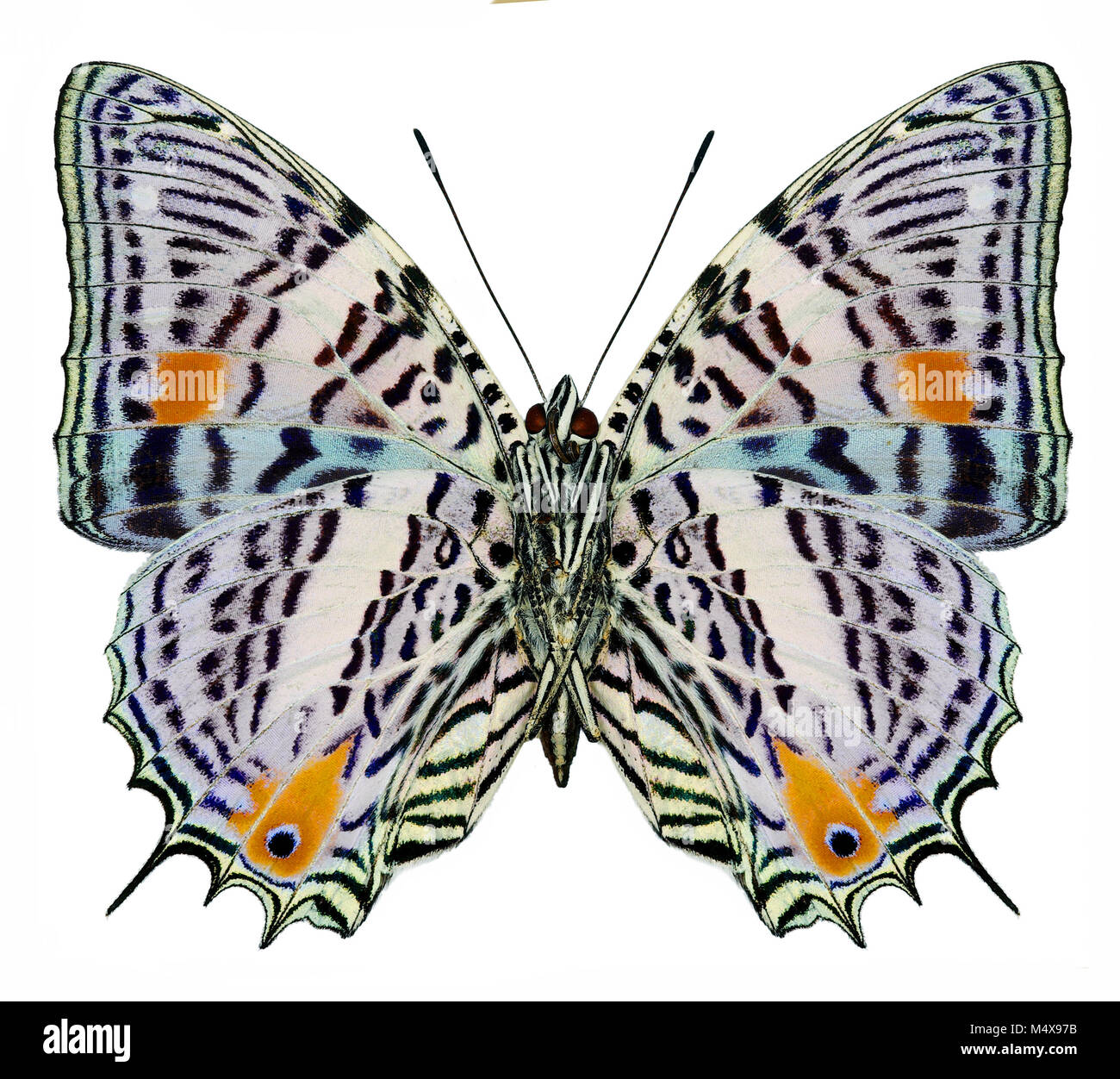 Zebra close up isolated Cut Out Stock Images & Pictures - Alamy