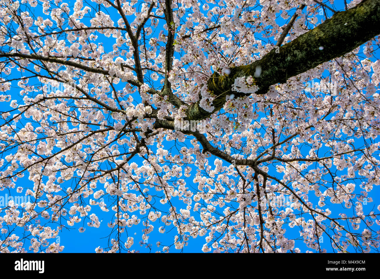 Japanese Sakura in bloom under a blue sky Stock Photo - Alamy