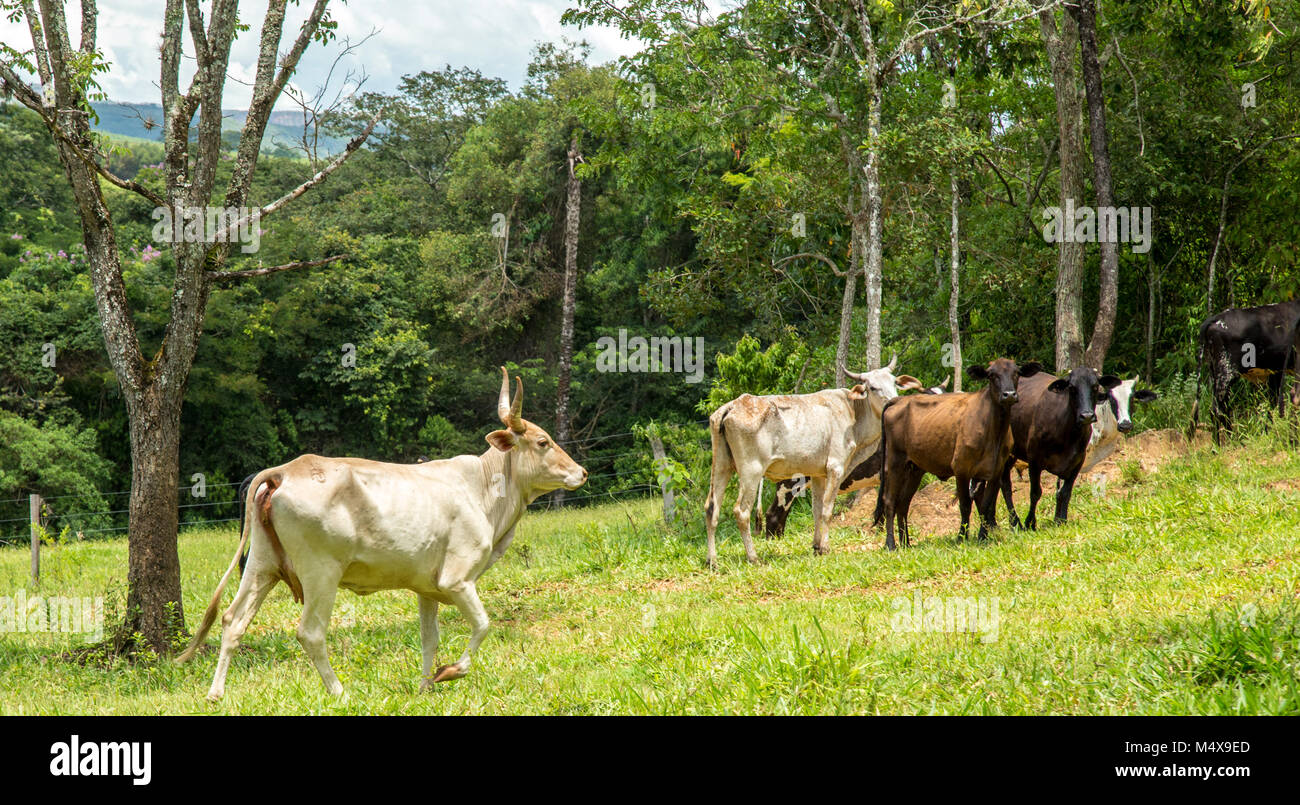 cattle farm montain pecuaria brazil Stock Photo - Alamy