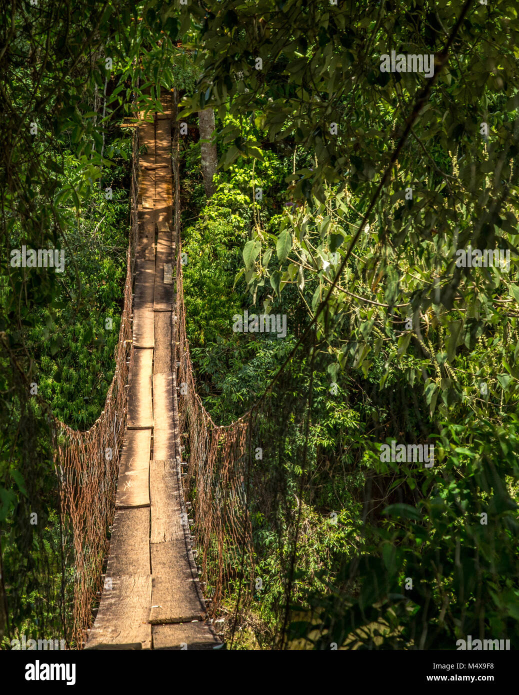 wood bridge national park brazil Stock Photo - Alamy