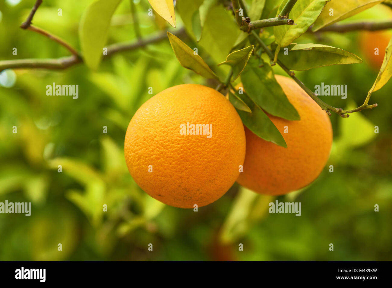The grove of orange trees with ripe fruits Stock Photo - Alamy