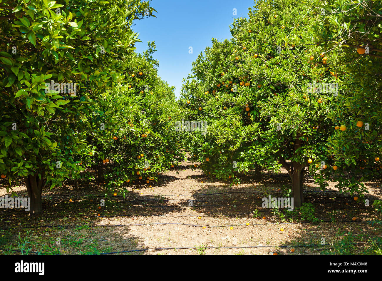 The grove of orange trees with ripe fruits Stock Photo - Alamy
