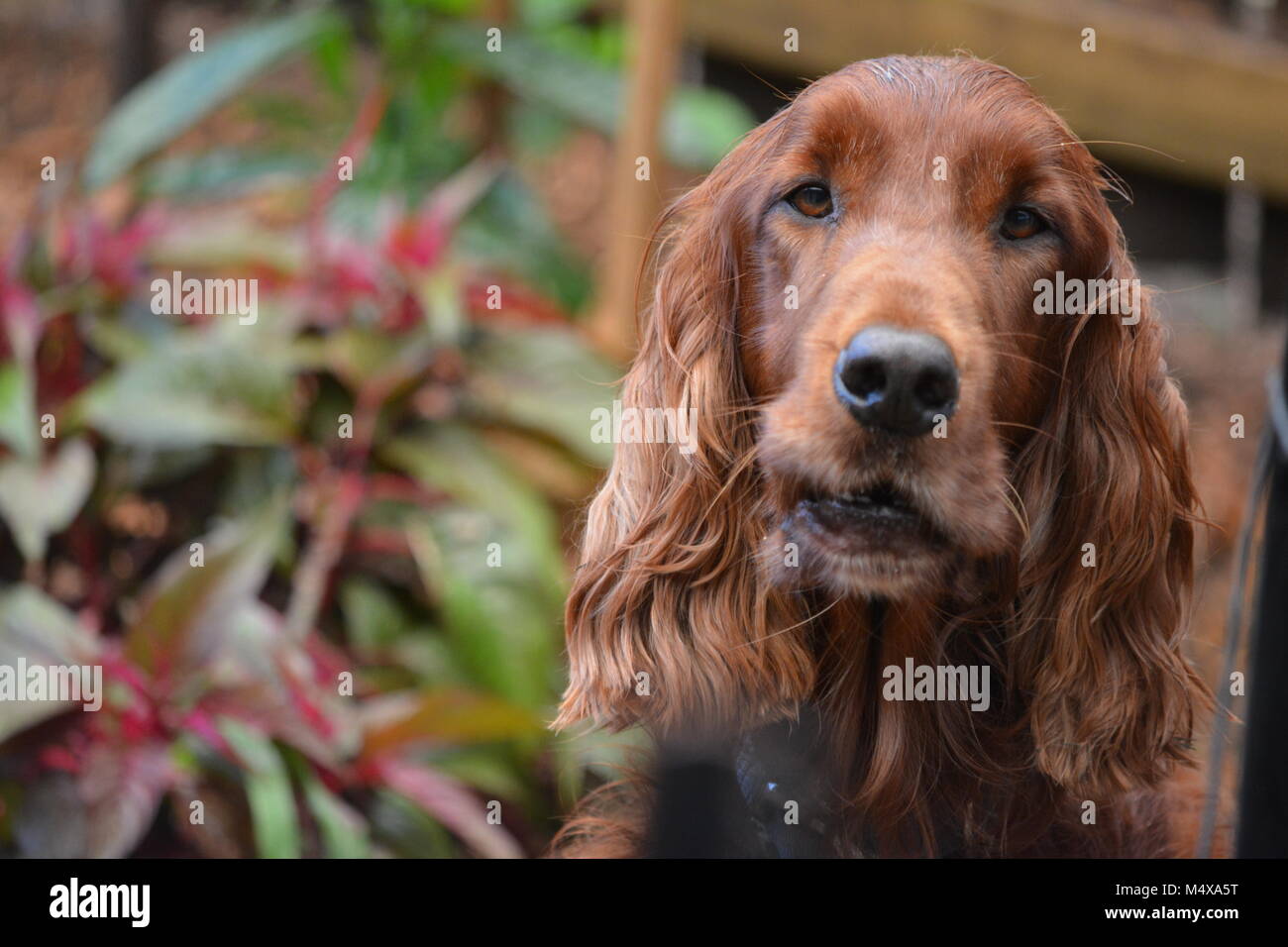 Cute Irish Setter Face High Resolution Stock Photography and Images - Alamy