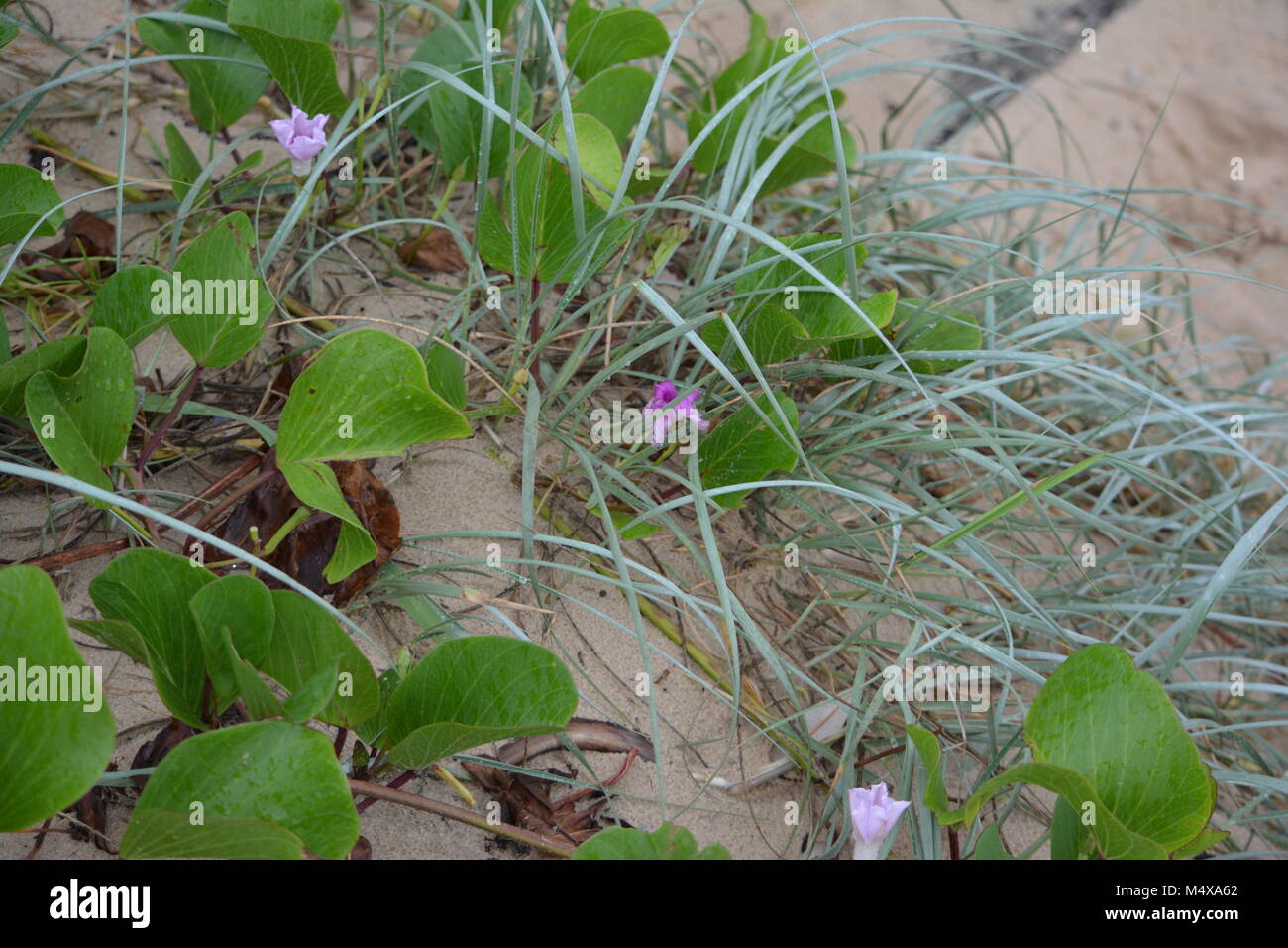 Railroad vine on the beach, Sawtell, NSW, Australia Stock Photo - Alamy