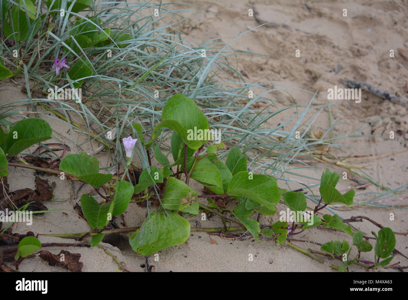 Railroad vine ipomoea pes caprae hi-res stock photography and images ...