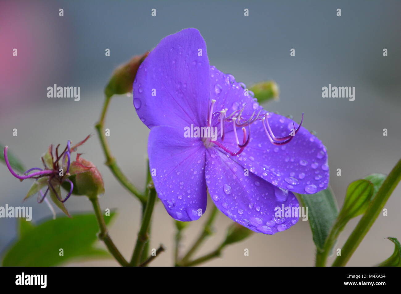 Australian Purple Flower High Resolution Stock Photography and Images ...