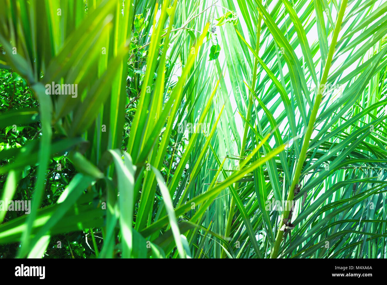 Coppice of Palm Trees with Long Dangling Spiky Leaves Forming a Natural ...