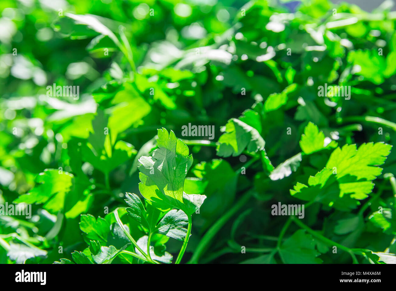 Heap of Fresh Organic Parsley at Farmers Market. Bright Golden Sunlight ...