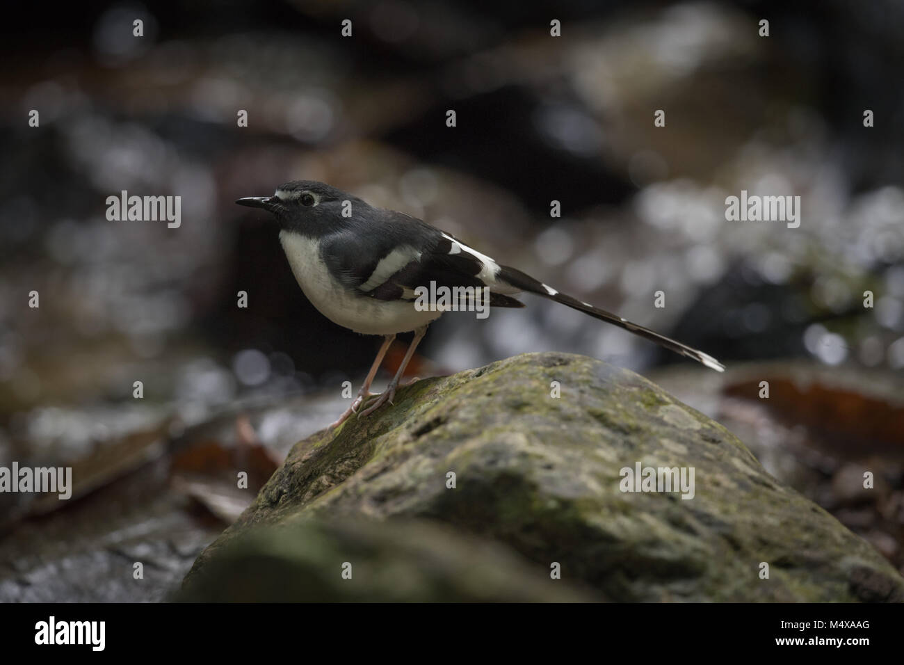 Forktail bird hi-res stock photography and images - Alamy