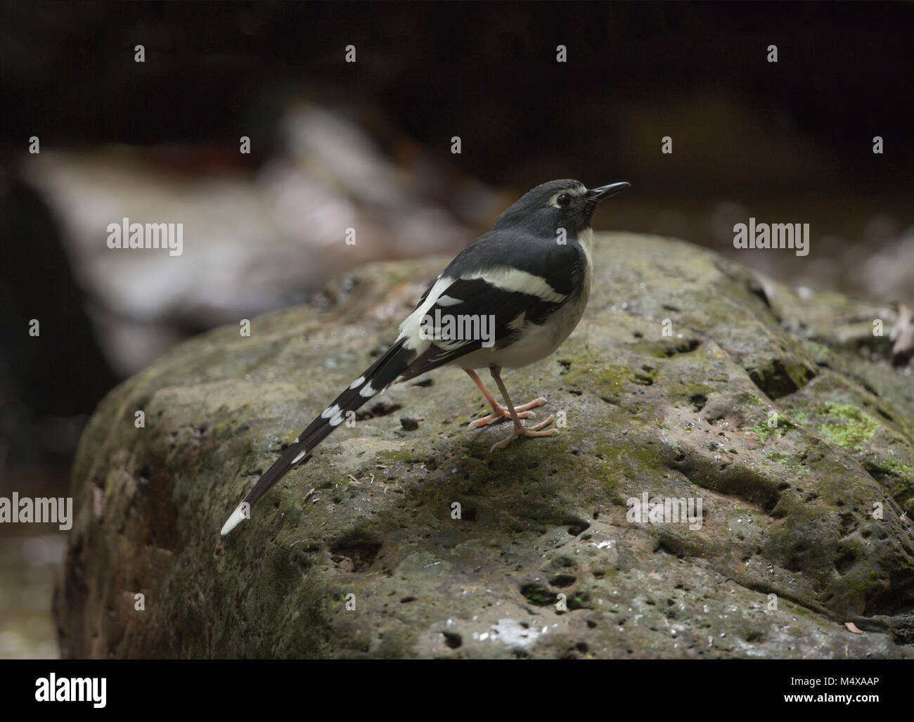 The slaty-backed forktail (Enicurus schistaceus) is a species of ...