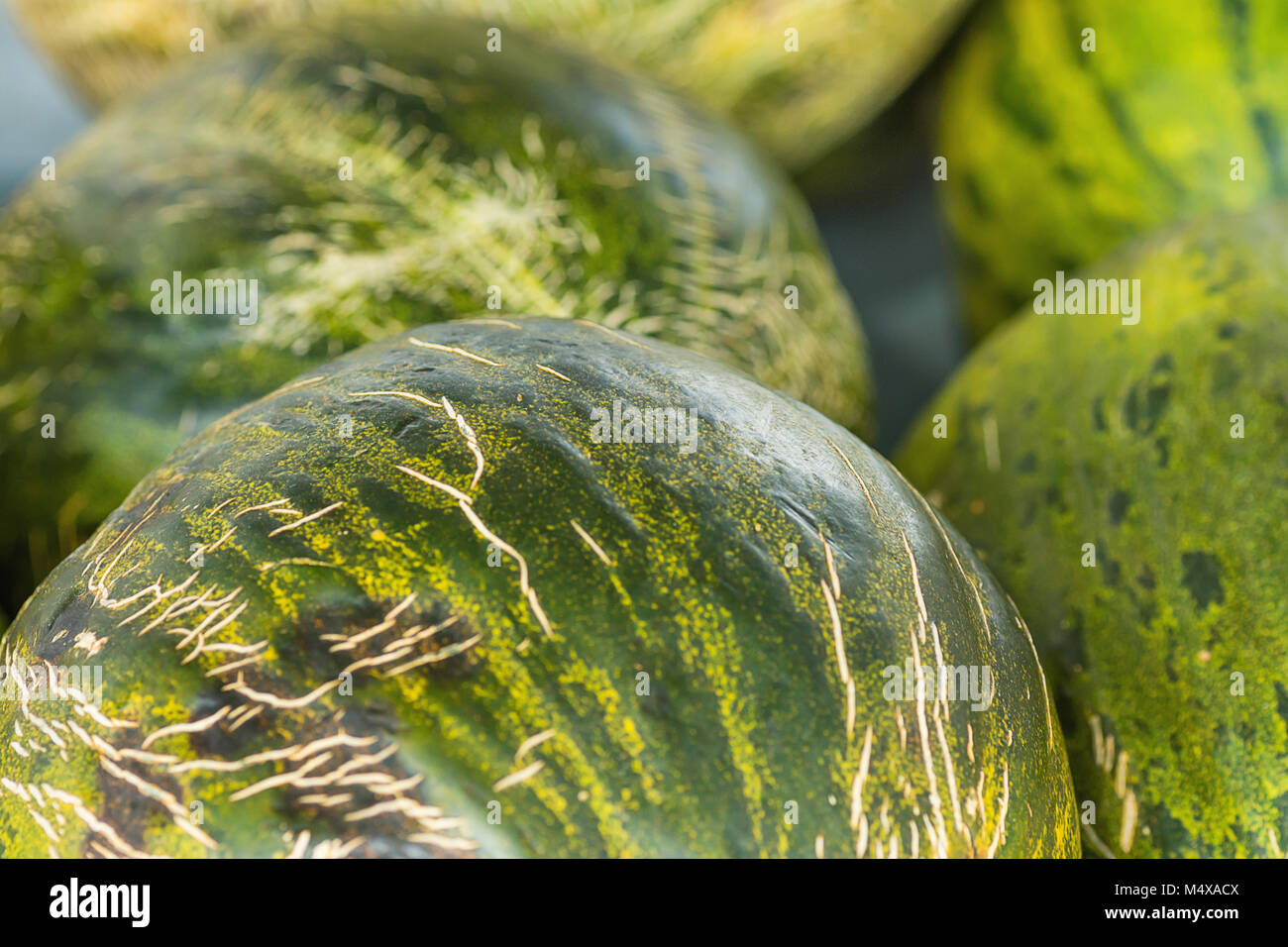 Heap of Big Ripe Organic Green and Yellow Striped Melons at Farmers ...