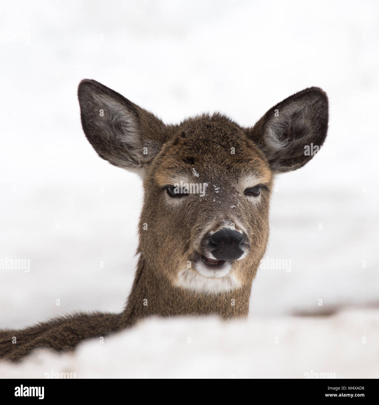 A whitetail deer in the Adirondack Mountains in winter making a funny ...