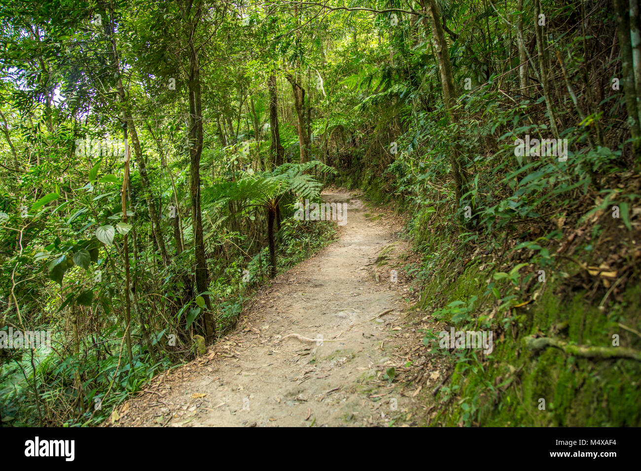 trail in the forest Stock Photo - Alamy