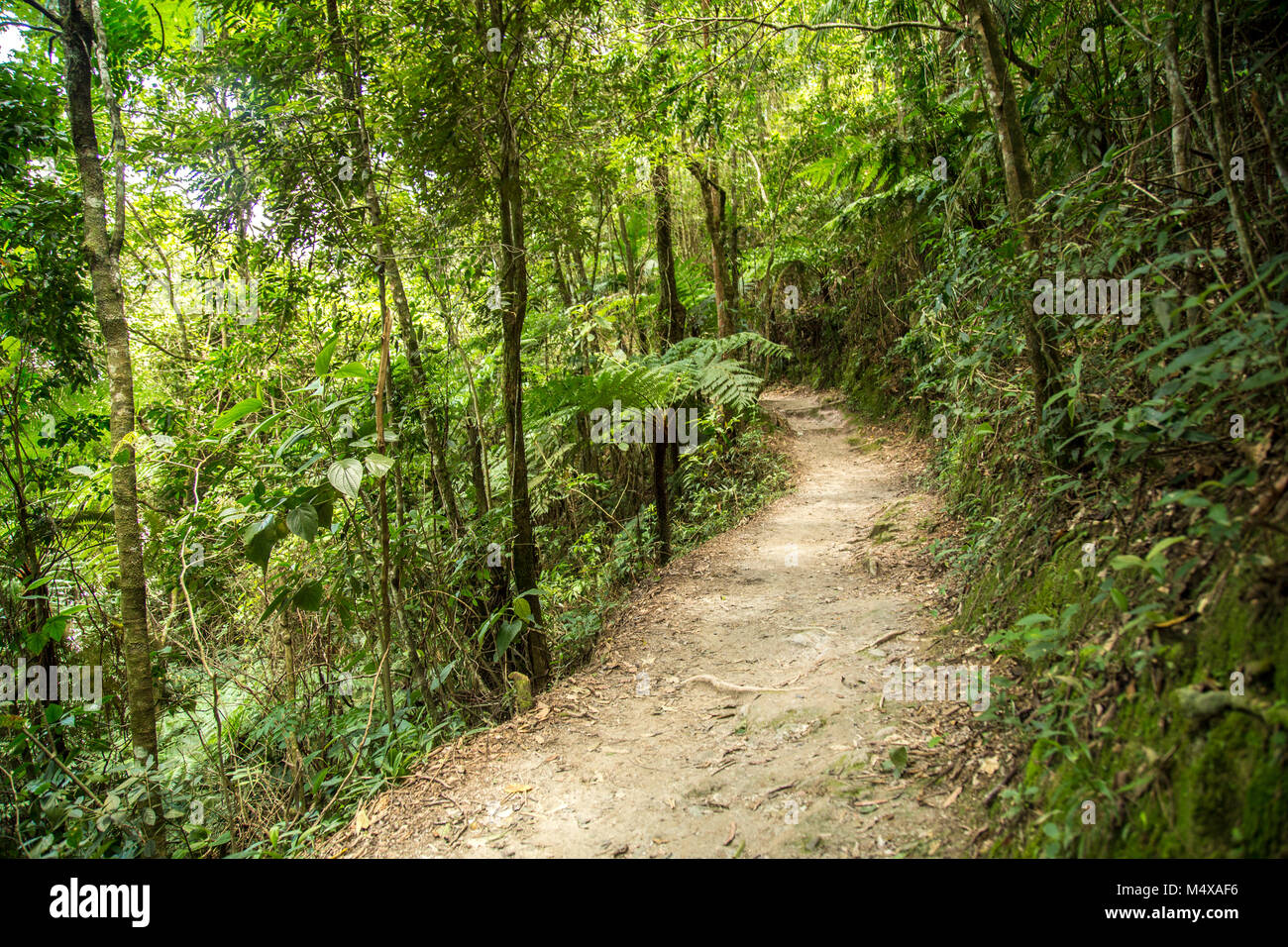 trail in the forest Stock Photo - Alamy