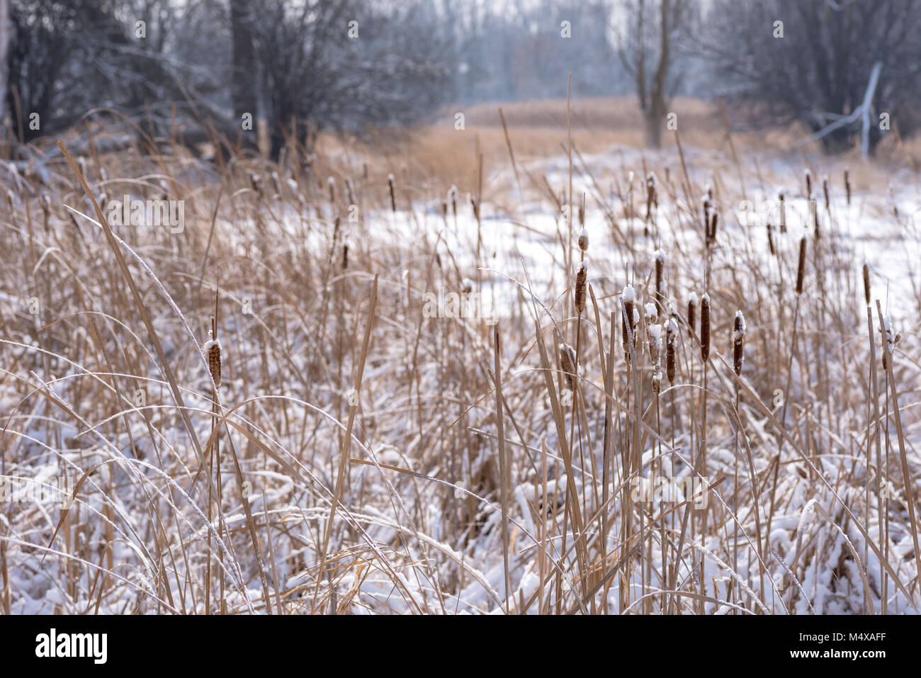 Cattails low angle hi-res stock photography and images - Alamy