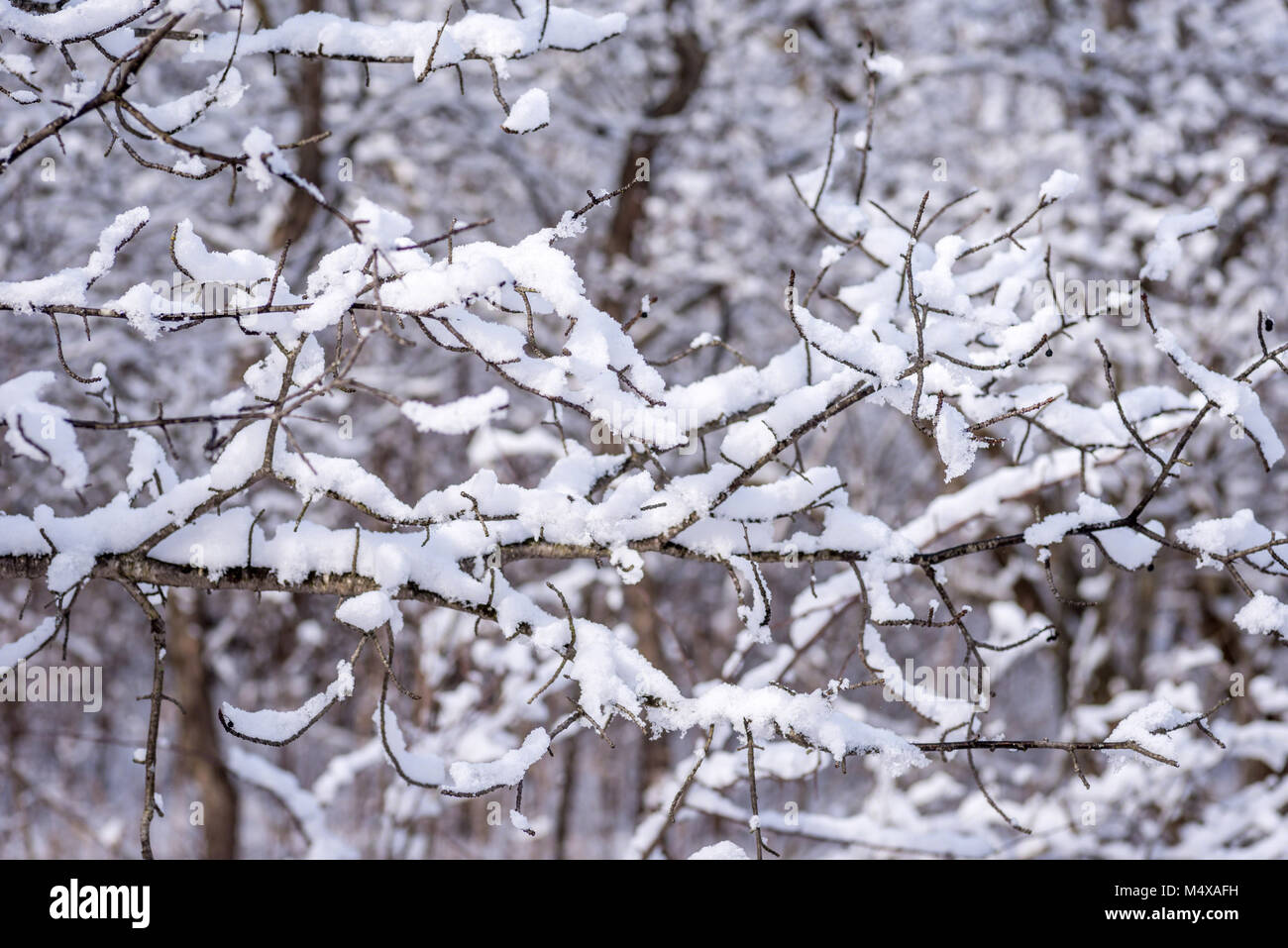 Tree trees snowfall capped hi-res stock photography and images - Alamy