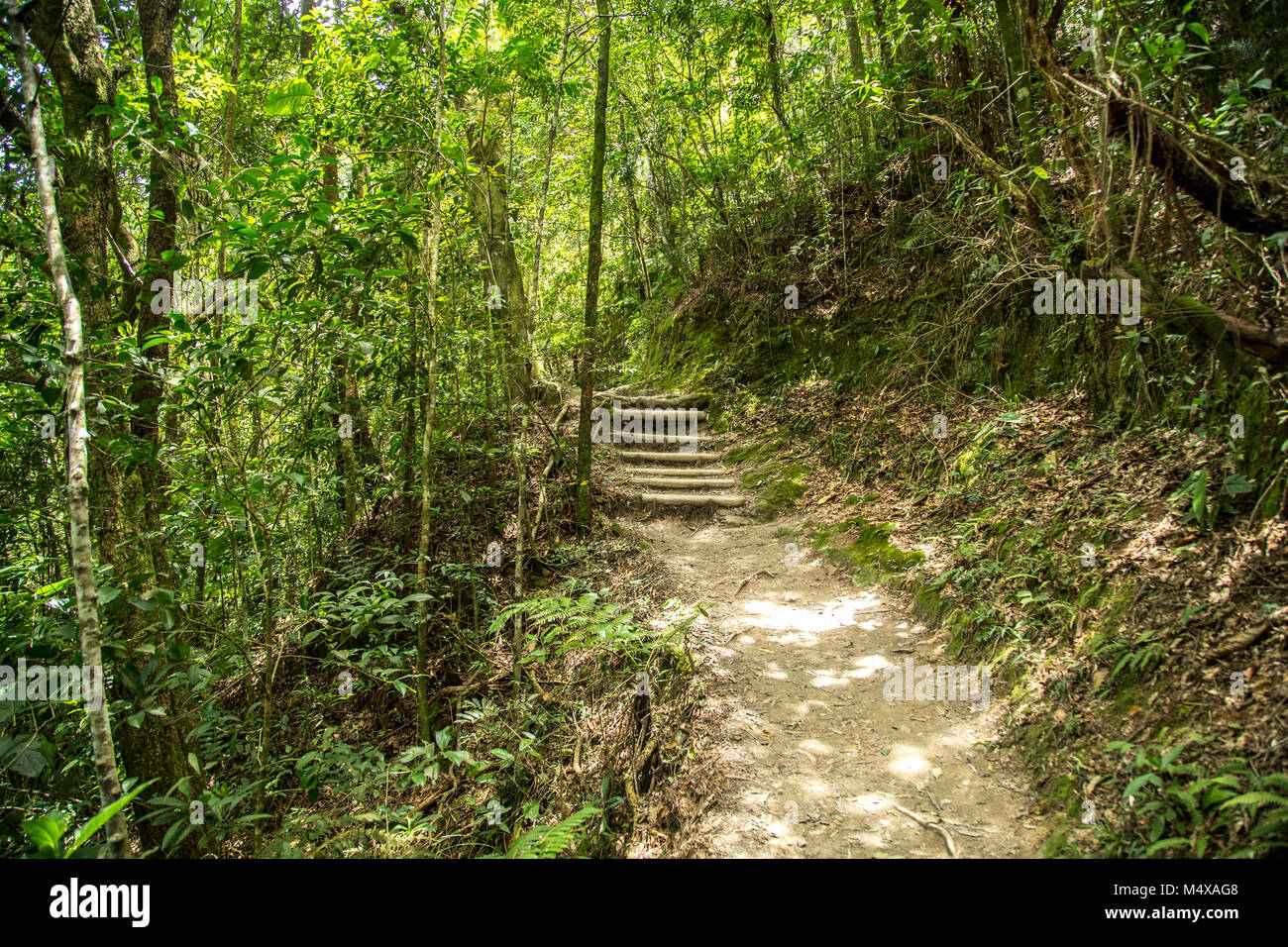 trail in the forest Stock Photo - Alamy
