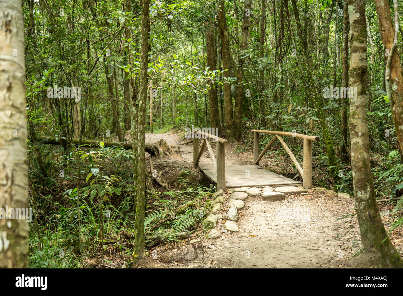 trail in the forest Stock Photo - Alamy