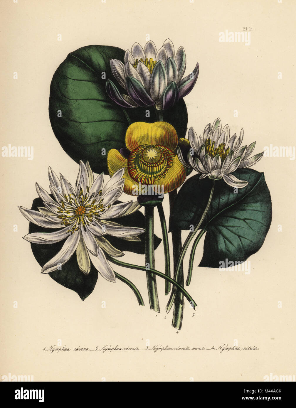 Foreign yellow waterlily, Nymphaea advena, sweet-scented waterlily ...