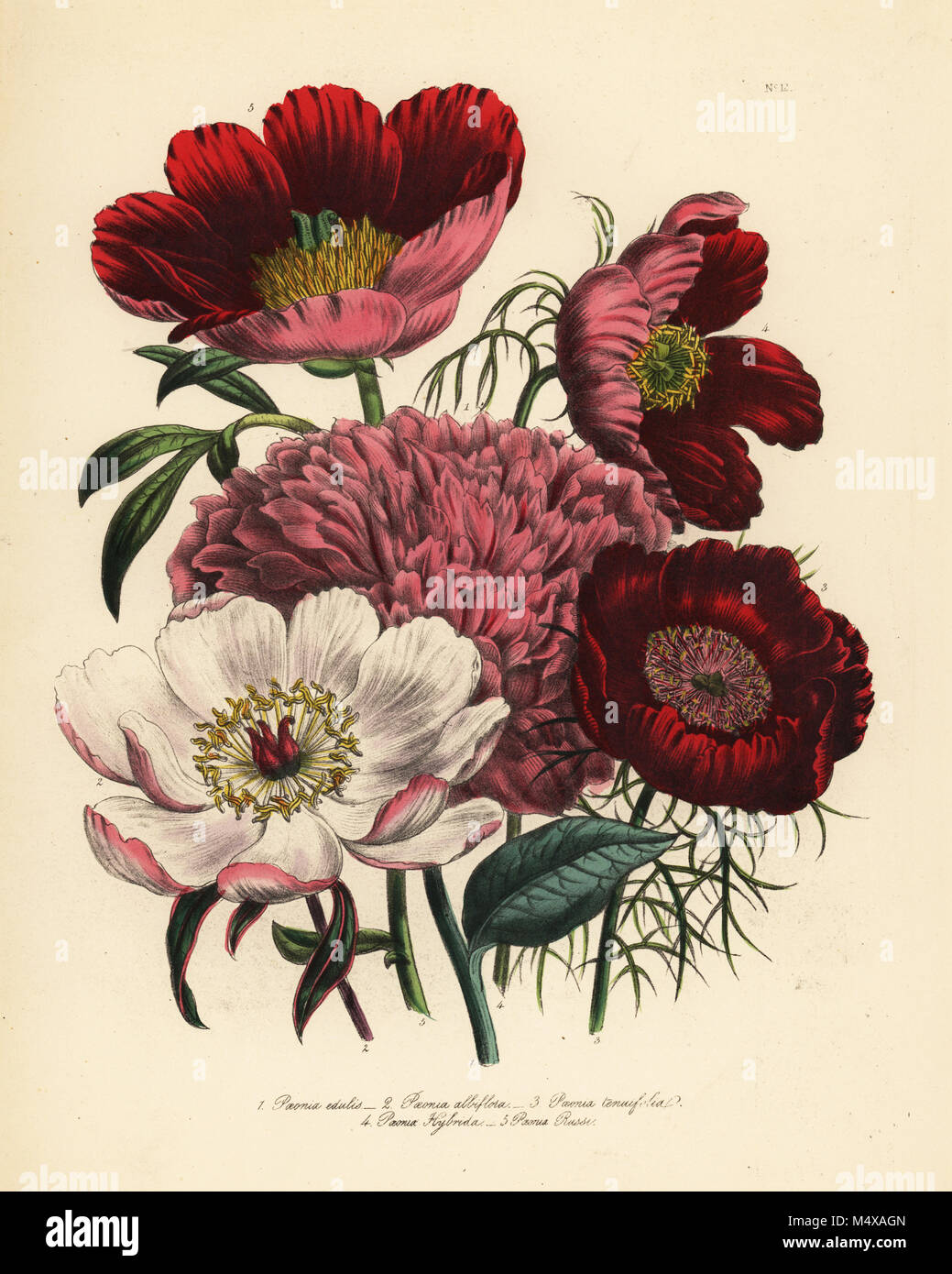 Paeonia Edulis High Resolution Stock Photography and Images - Alamy