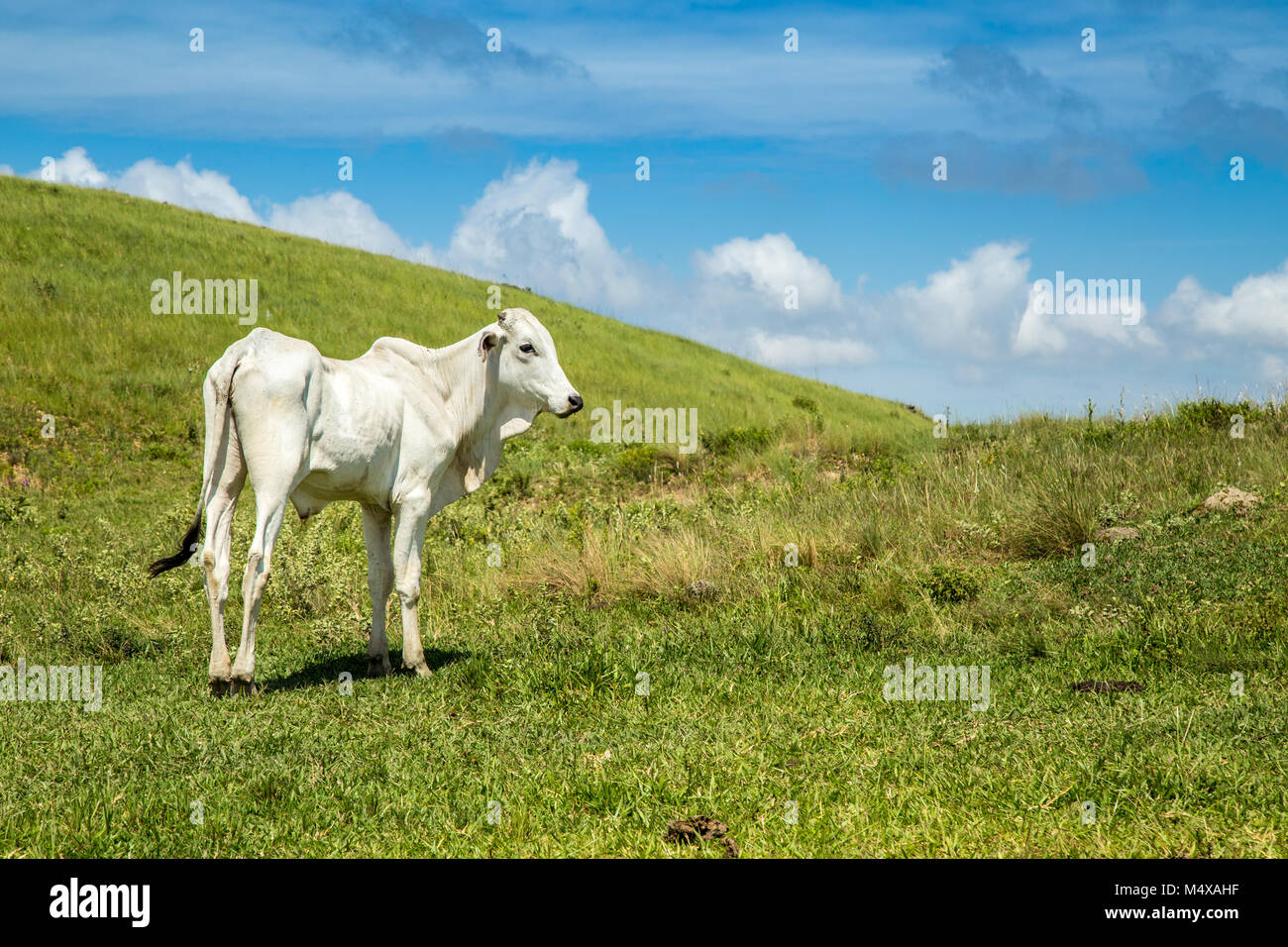 Pecuaria hi-res stock photography and images - Alamy