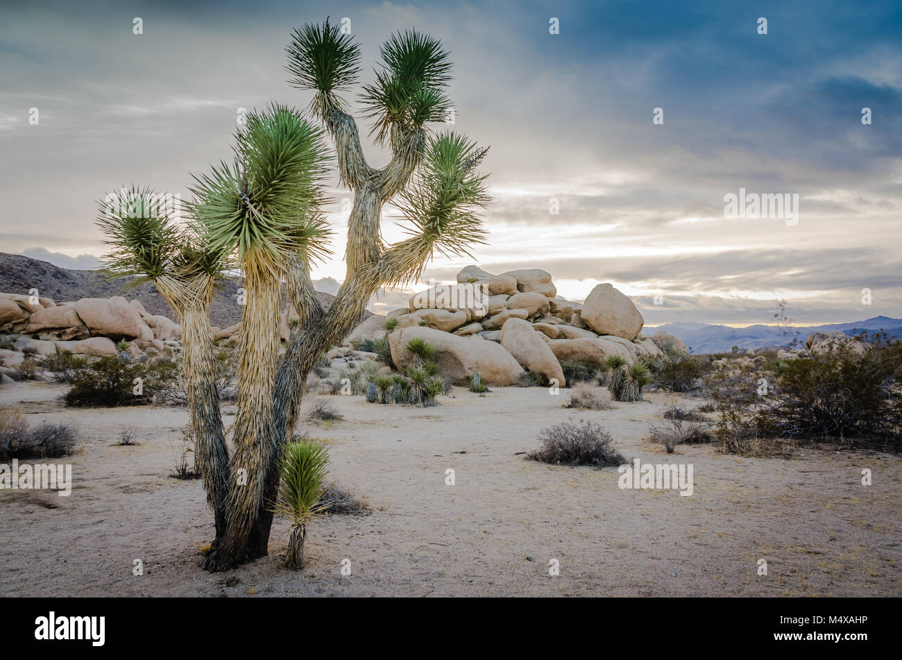 Dramatic shot of Joshua Tree plant (Yucca brevifolia) as evening falls ...
