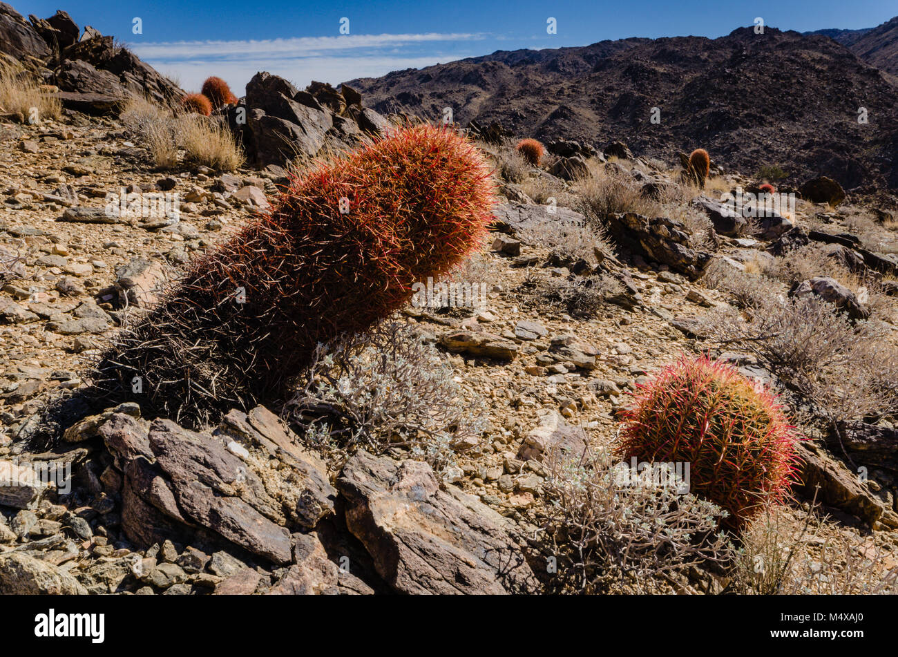 Ferocactus cylindraceus is a species of barrel cactus which is known by ...