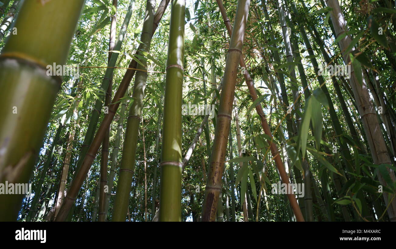 Bambu wood hi-res stock photography and images - Alamy