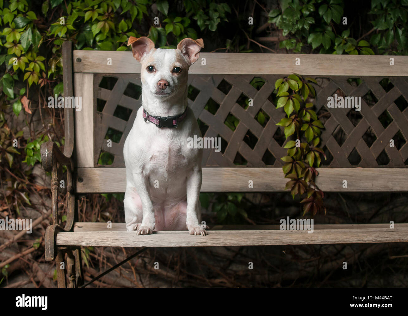 Cute dog posing for a portrait looking towards the camera Stock Photo ...