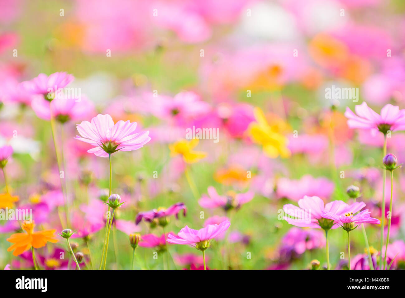 Close up fo Cosmos flowers with blur background in the garden.Cosmos ...
