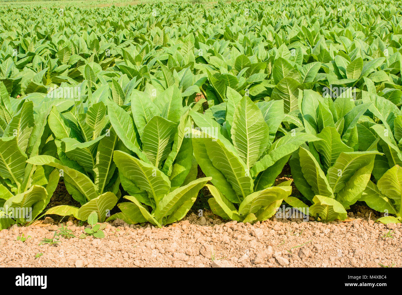 Tobacco plantation hi-res stock photography and images - Alamy