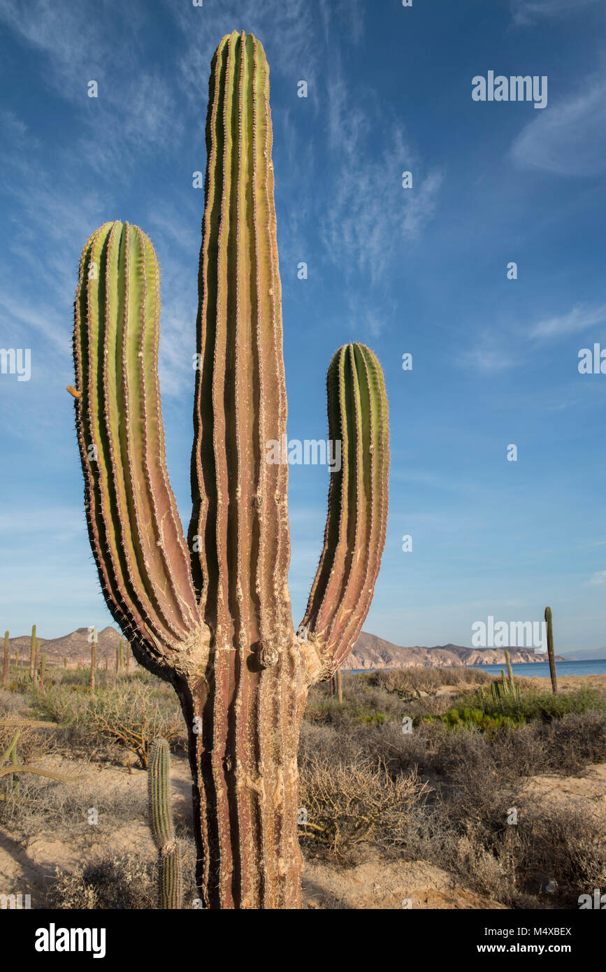 Cactus receiving the sunrise in la Paz. Sea and desert, Baja California ...