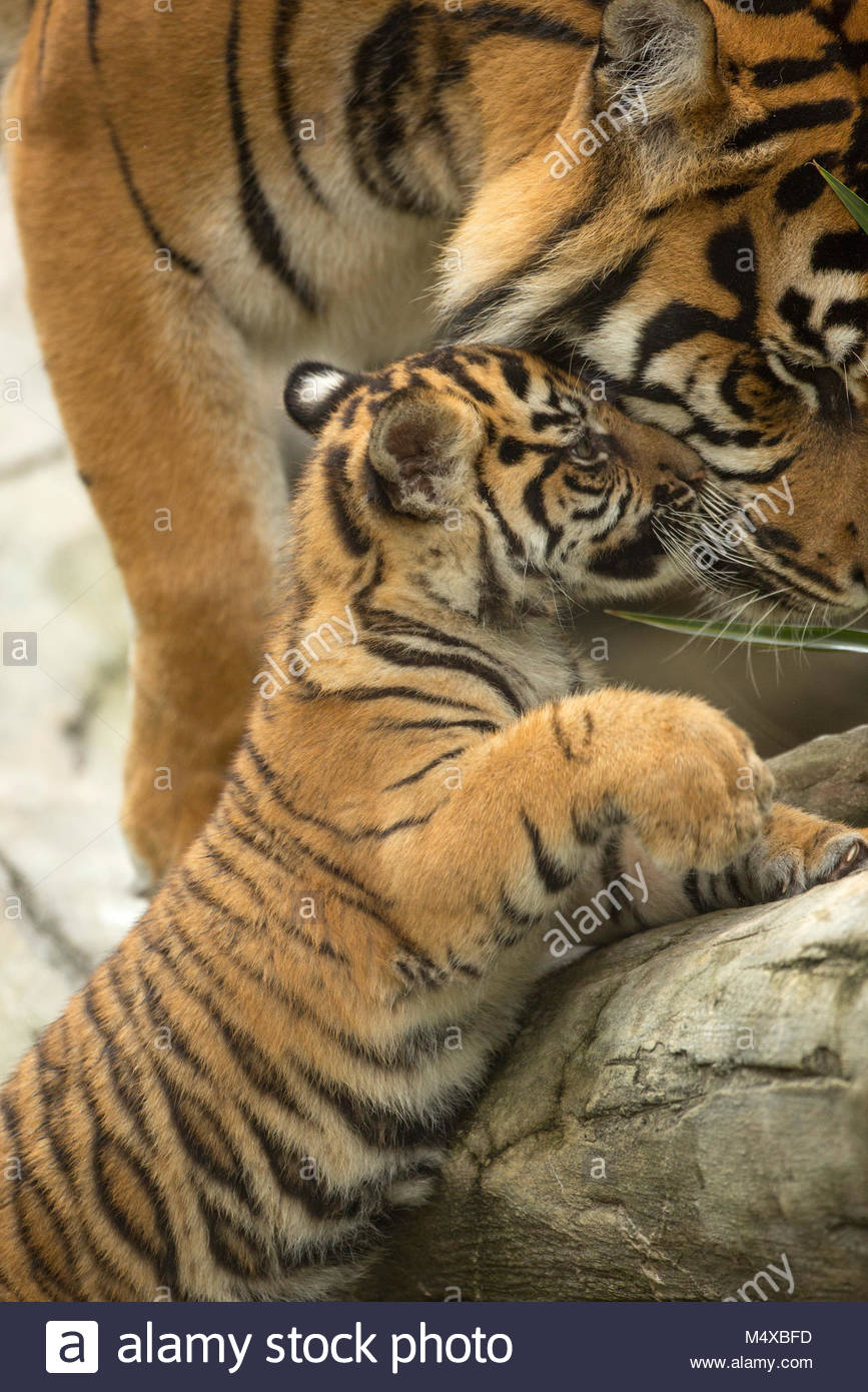 Panthera Tigris Sumatrae Baby High Resolution Stock Photography and ...