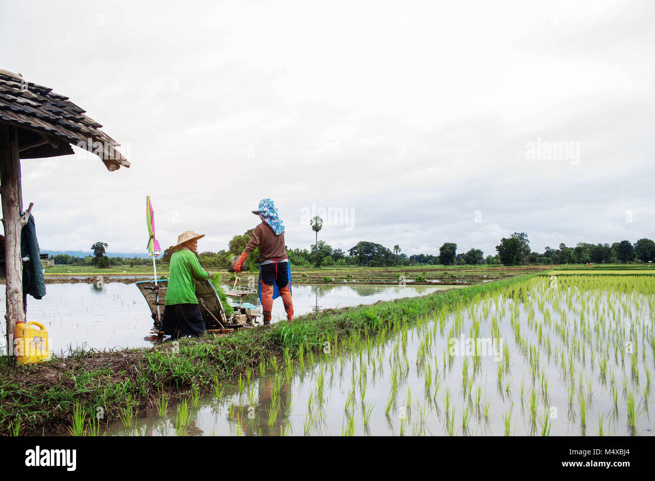 Farmers grow rice rainy season hi-res stock photography and images - Alamy