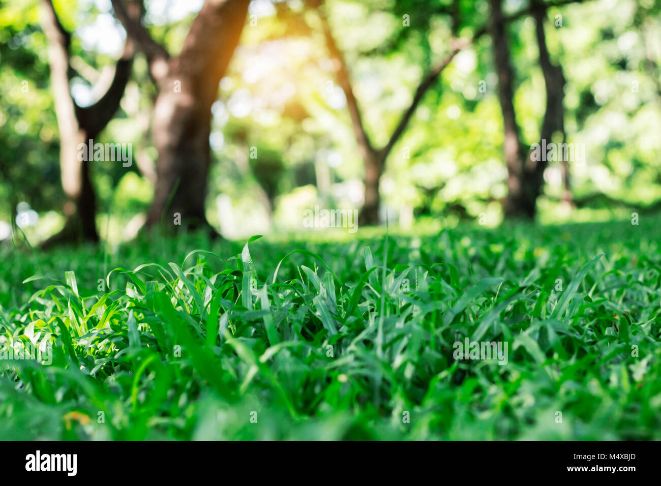 Green grass and trees in the garden Stock Photo - Alamy