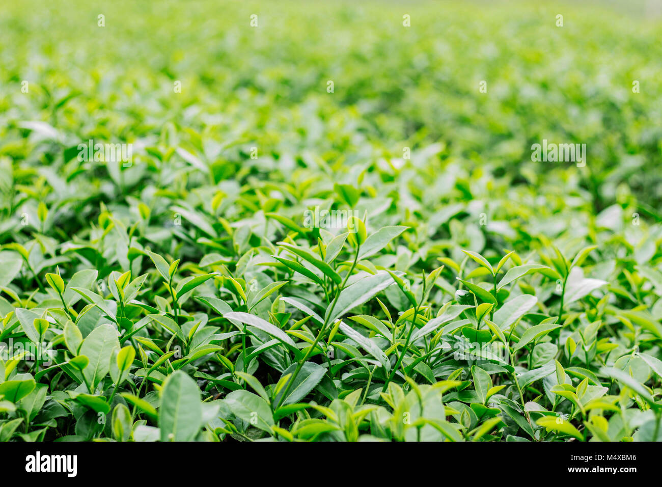 Green tea with beautiful on the natural background Stock Photo - Alamy