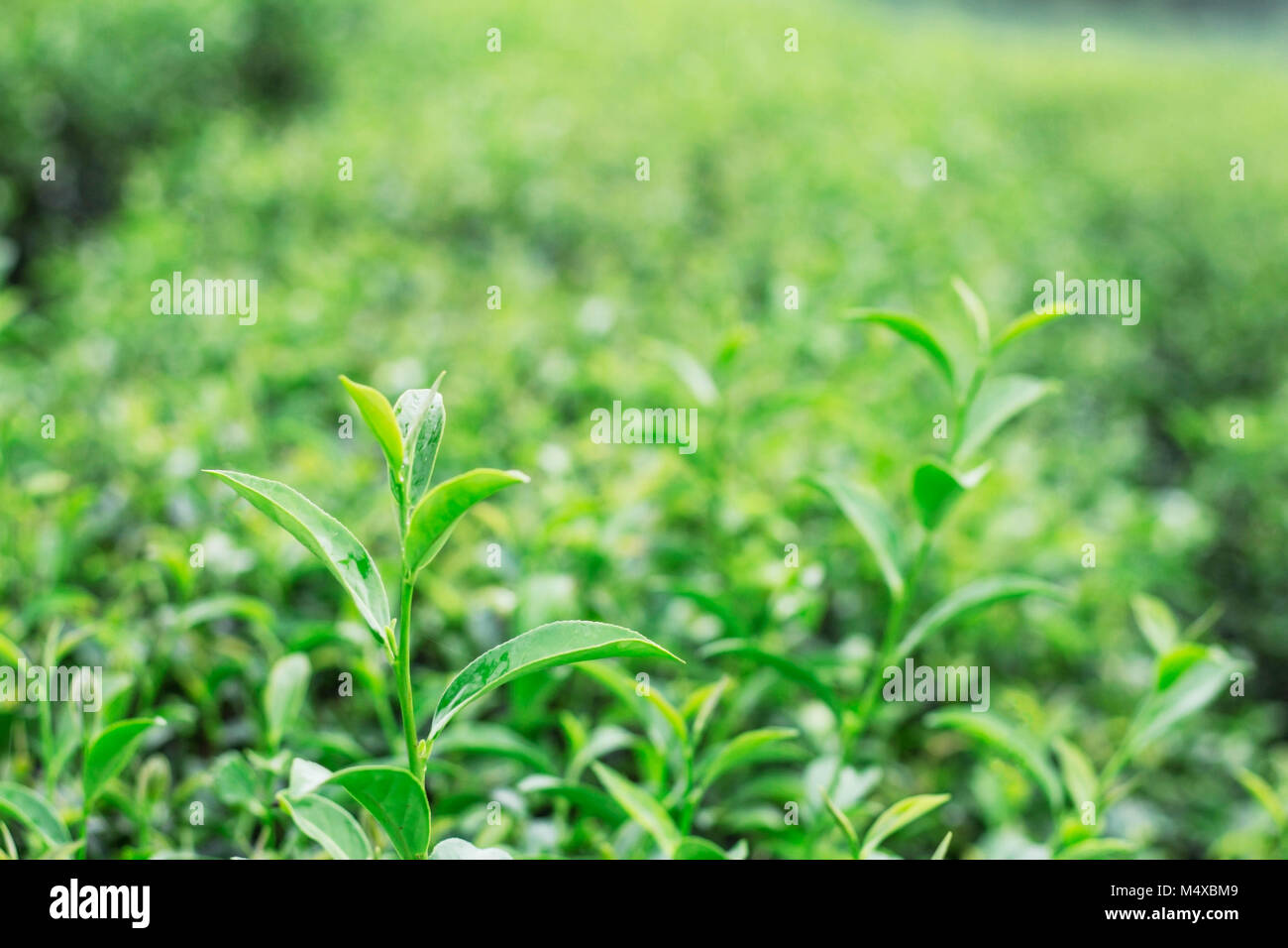Growing of tea with a natural green background Stock Photo - Alamy