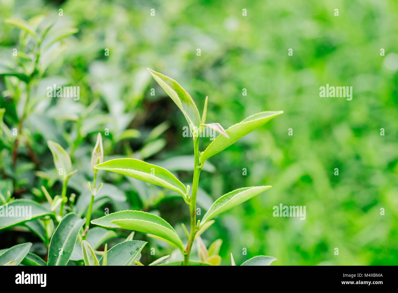 Growing tea leaves with the natural background Stock Photo - Alamy