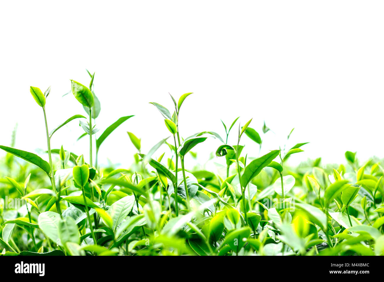 Growing of young tea with a white background Stock Photo - Alamy