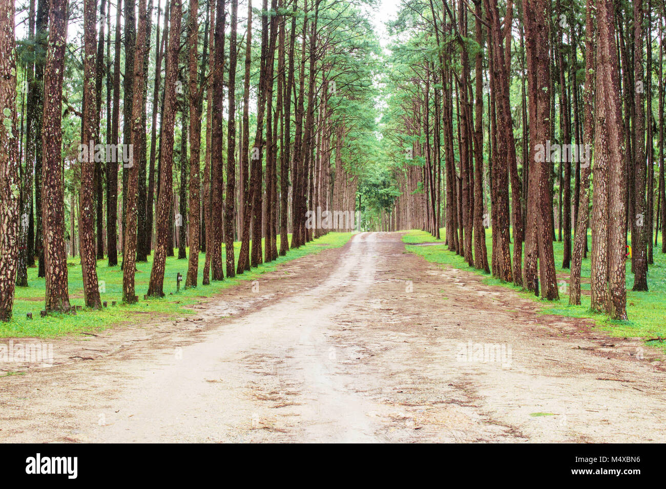Tree pathways in countryside hi-res stock photography and images - Alamy