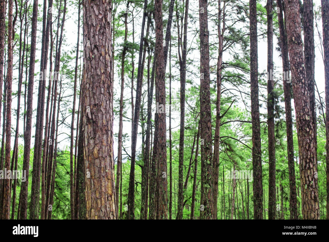 Pine trees with the freshness of nature Stock Photo - Alamy