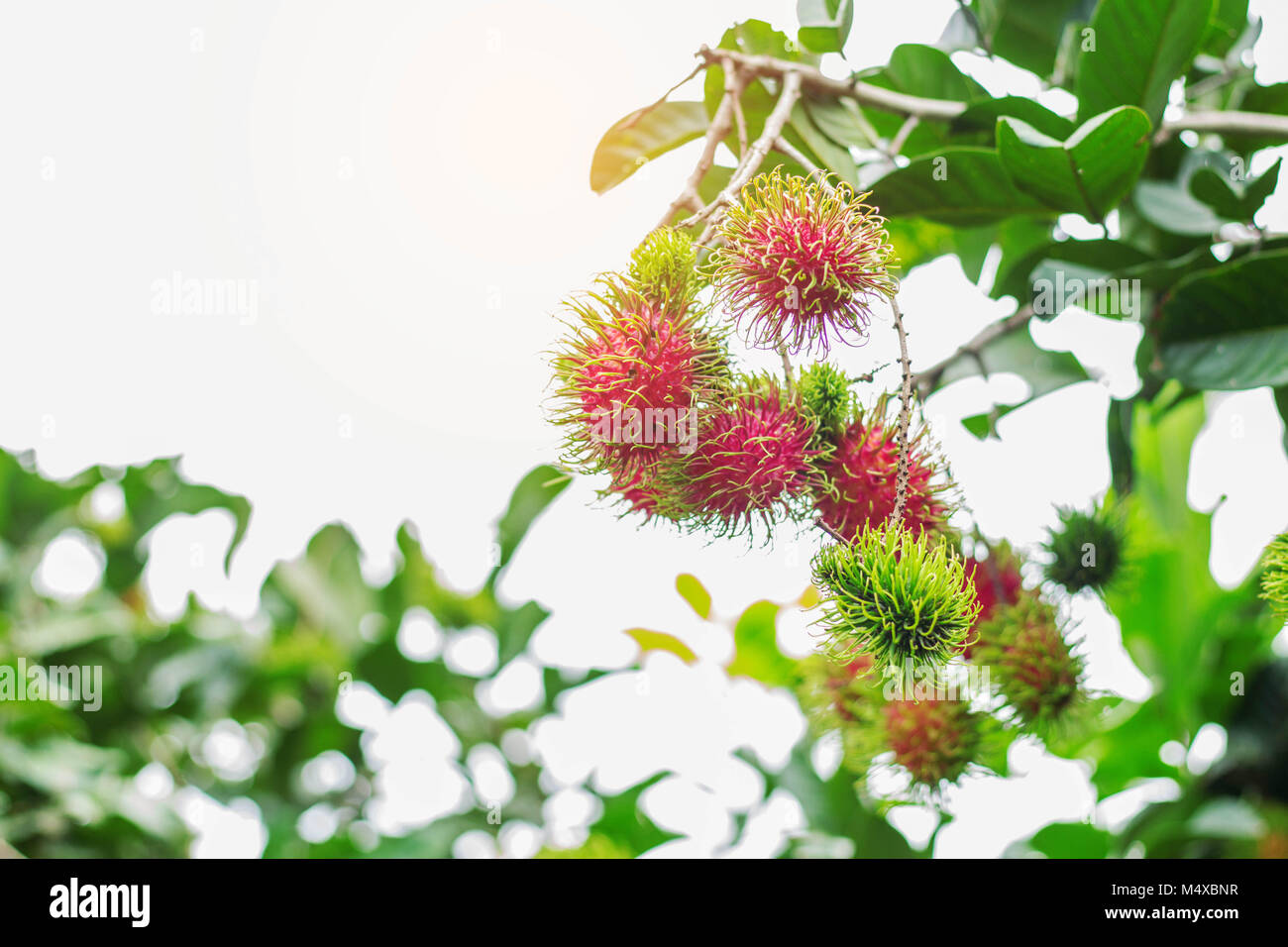 How to grow rambutan tree hi-res stock photography and images - Alamy